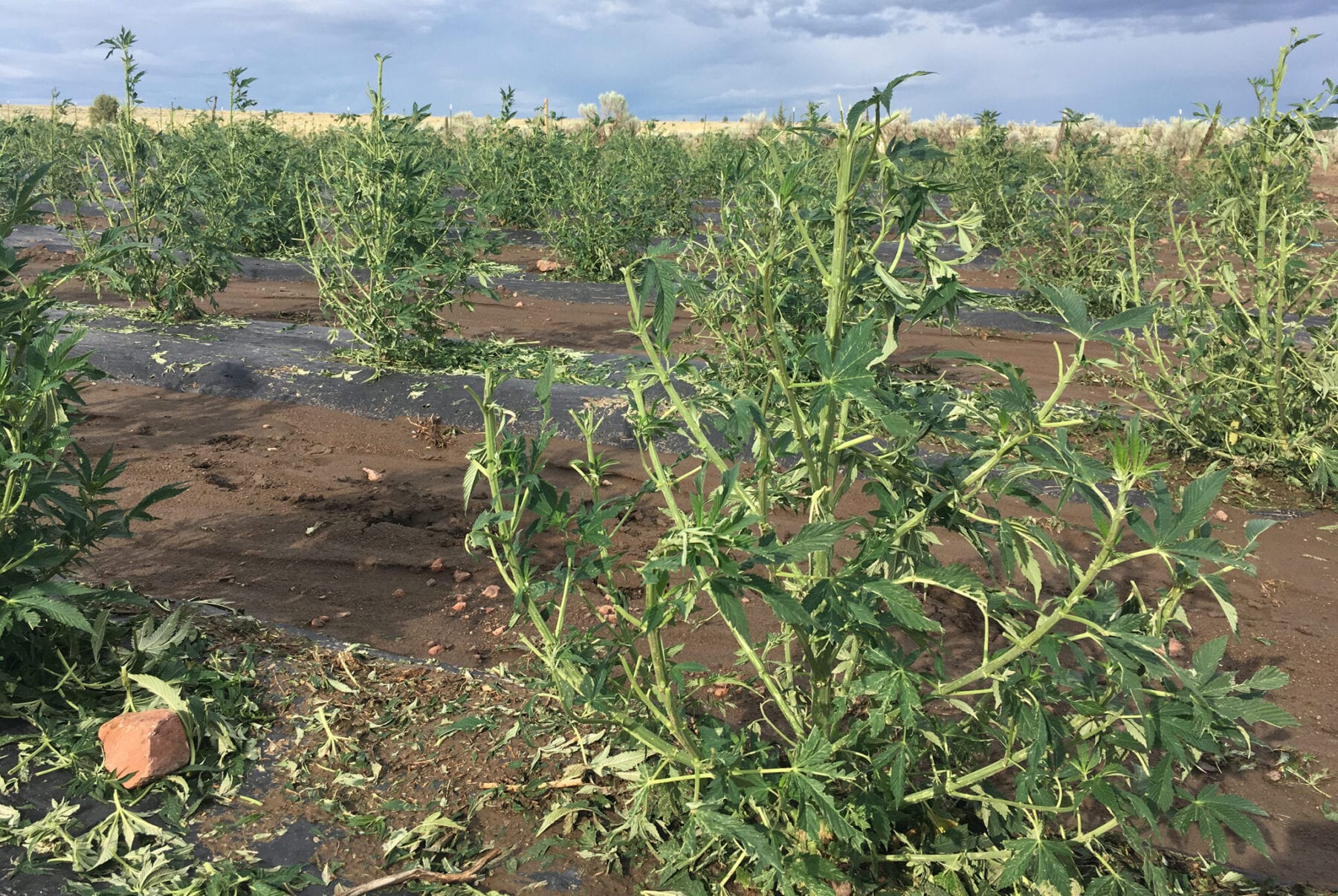 What doesn't kill them, will make them stronger | Green Method Farms