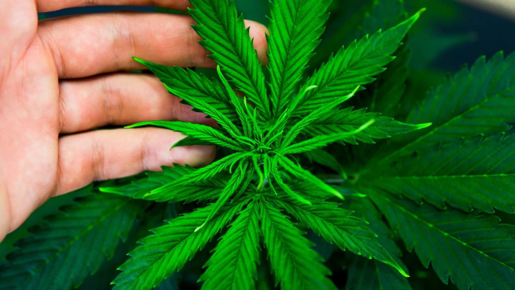 Different types of Pure Natural CBD Products