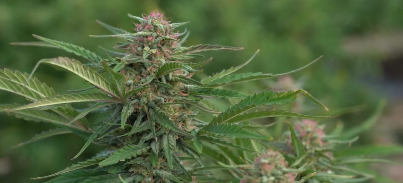 Premium CBD Oil | Pure Natural CBD | Green Method Farms